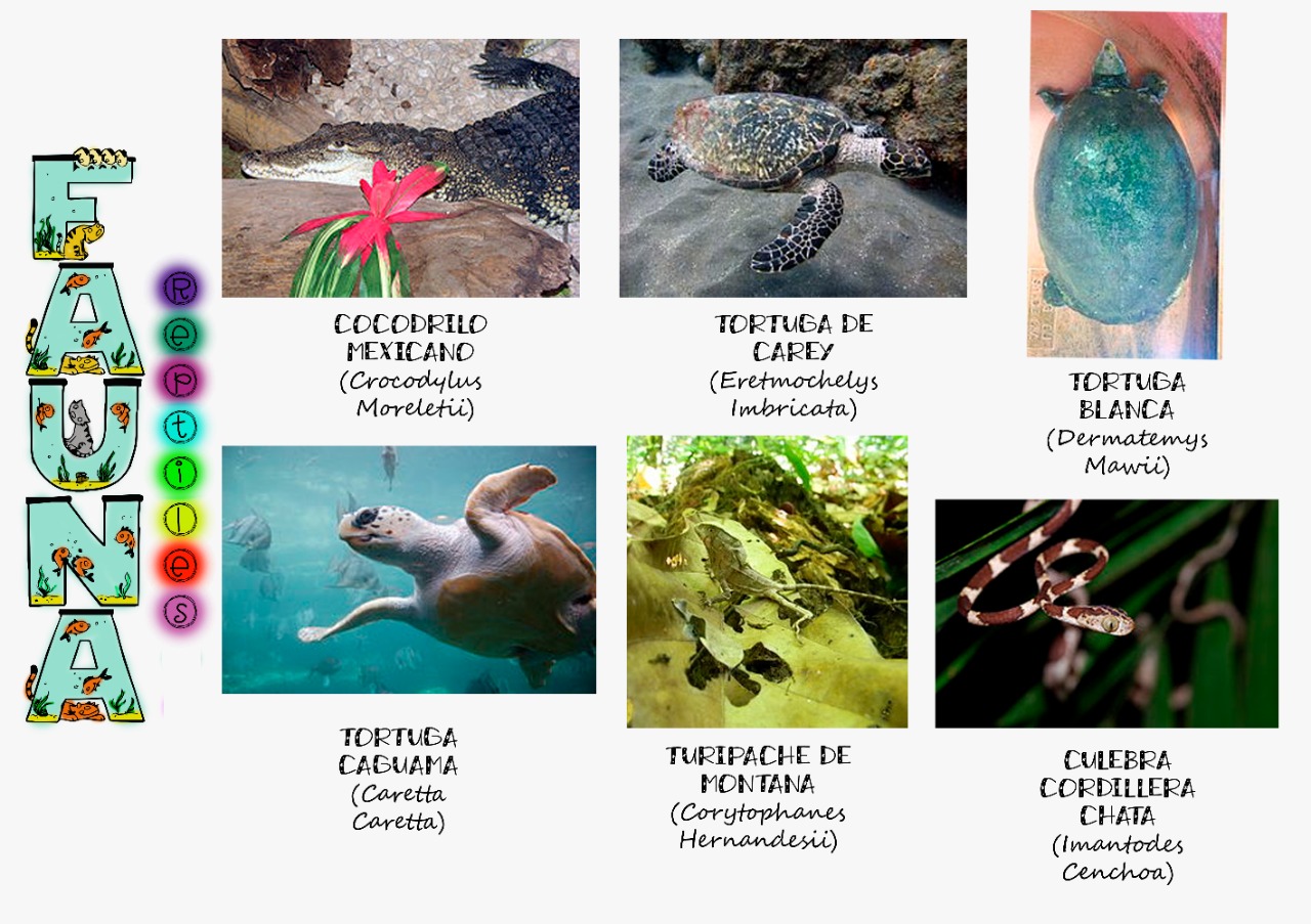 Fauna de Campeche :: Manglares de Campeche
