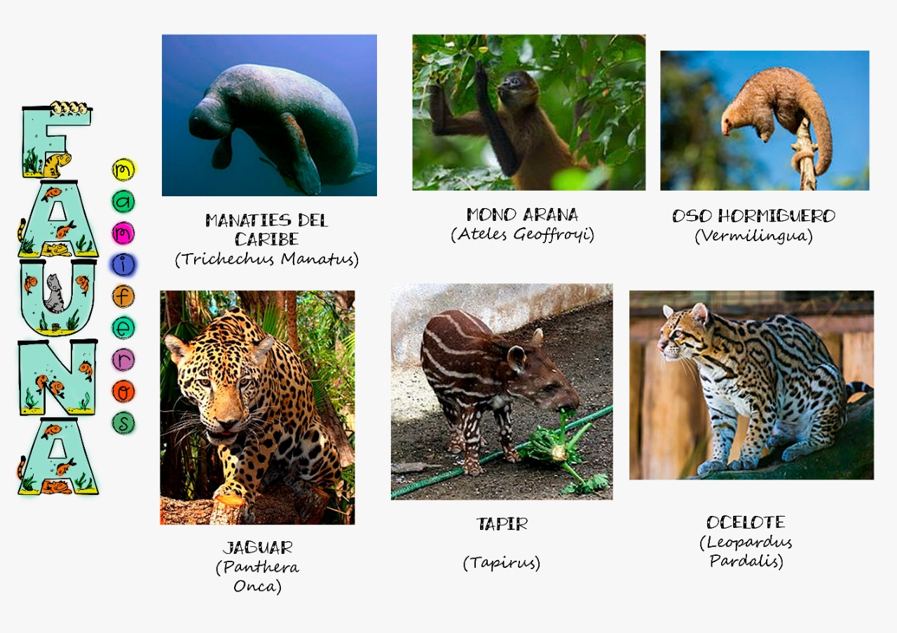 Fauna de Campeche :: Manglares de Campeche